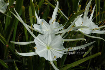 Hymenocallis Lirisome 'Spider Lily' (Bare Root) - Minimum Qty. 5 Per V ...