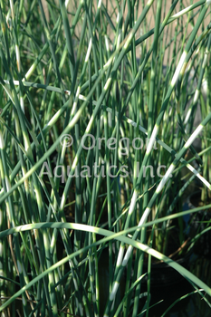 Scirpus Zebrinus 'Zebra Rush' (Bare Root) - Minimum Qty. 5 Per Variety ...