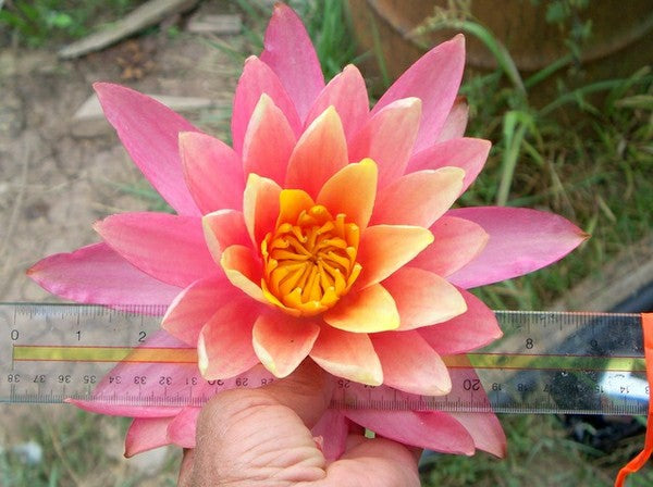 'Sunfire' - Large Pink & Yellow Hybrid Hardy Lily (Bare Root) - Minimu ...